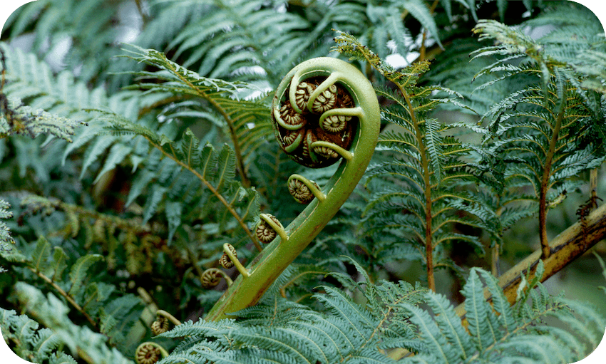 Busting the myths about mātauranga Māori | The Spinoff