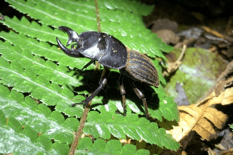 Can we learn to love ugly? Introducing the inaugural Bug of the Year ...