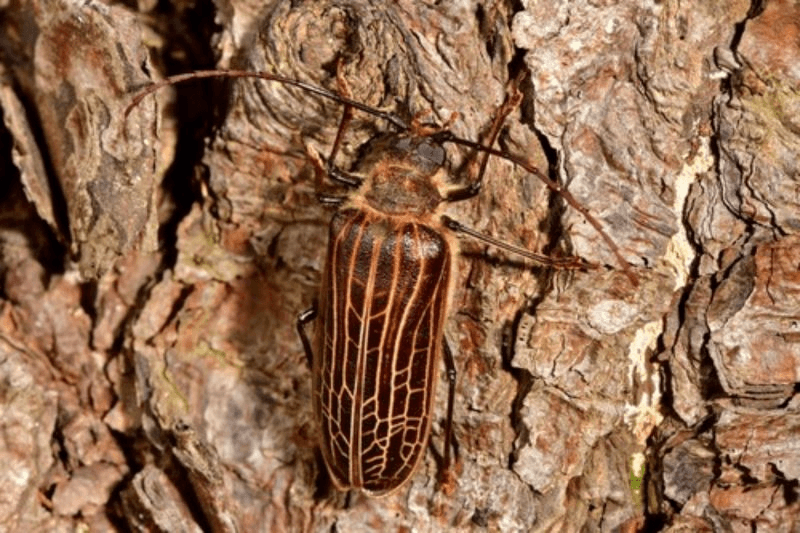 Can we learn to love ugly? Introducing the inaugural Bug of the Year ...