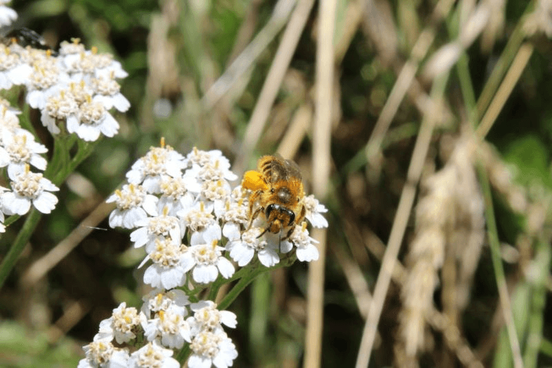Can we learn to love ugly? Introducing the inaugural Bug of the Year ...