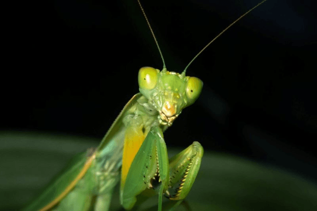 Can we learn to love ugly? Introducing the inaugural Bug of the Year ...