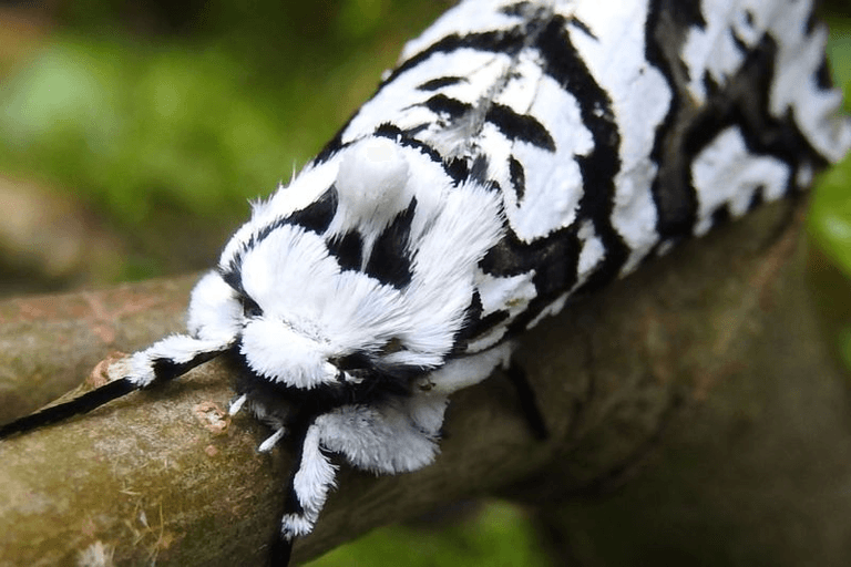 Can we learn to love ugly? Introducing the inaugural Bug of the Year ...