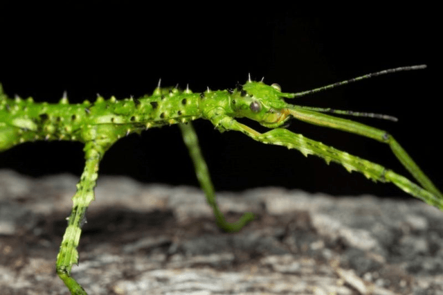 Can we learn to love ugly? Introducing the inaugural Bug of the Year ...