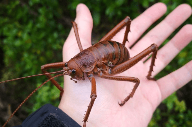 Can we learn to love ugly? Introducing the inaugural Bug of the Year ...