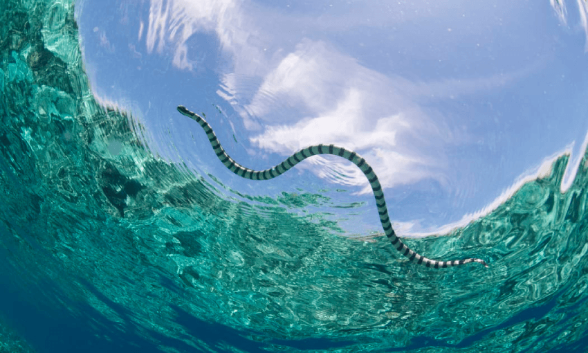 The banded sea krait is New Zealand’s sea snake | The Spinoff