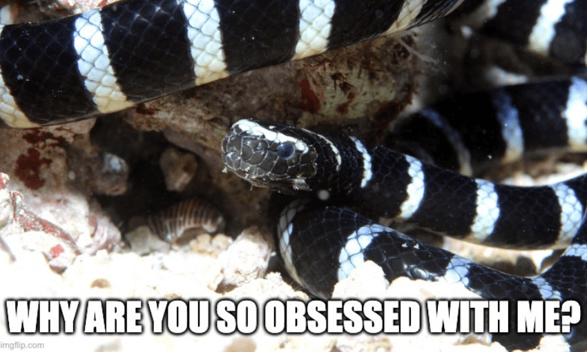 The banded sea krait is New Zealand’s sea snake | The Spinoff