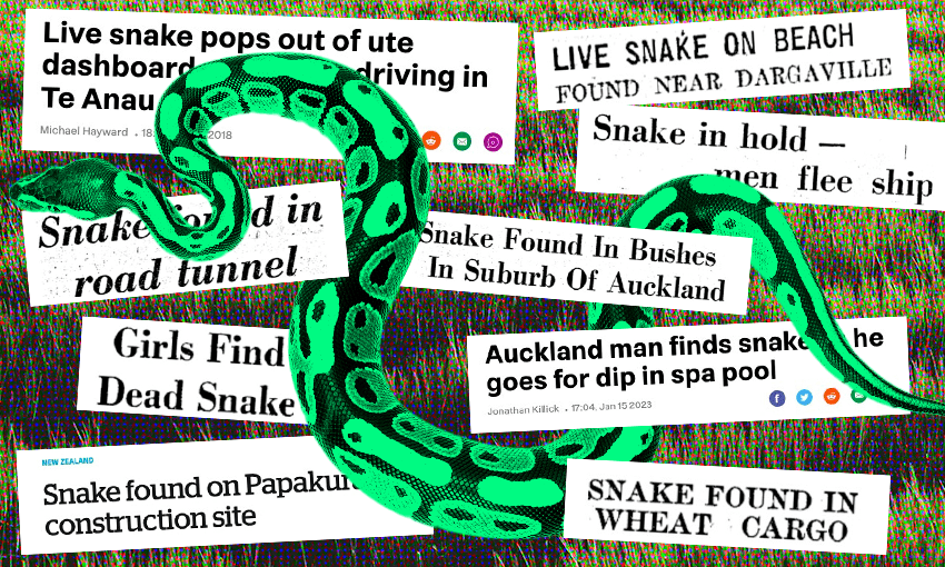 A hisssstory of snake headlines in Aotearoa | The Spinoff