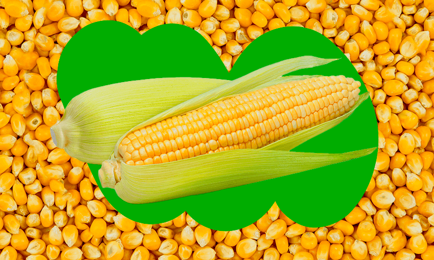 Ingredient of the week: Corn | The Spinoff