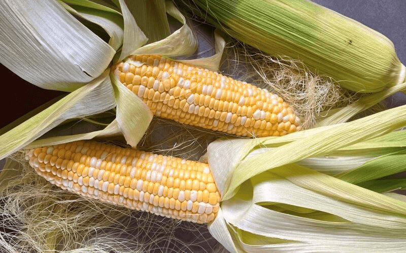 Ingredient of the week: Corn | The Spinoff