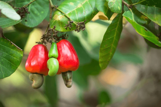 Ingredient of the week: Cashews | The Spinoff