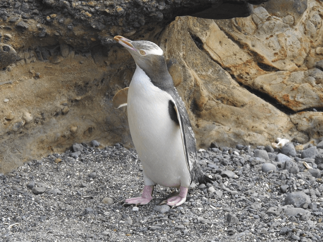 The predator-free story on NZ’s $5 note | The Spinoff