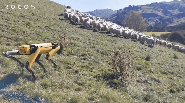 The workplace robots of New Zealand, ranked and reviewed | The Spinoff