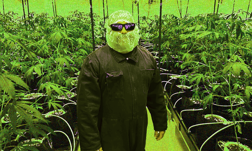 He’s definitely ‘The Weed Man’ – but you probably shouldn’t call him that | The Spinoff