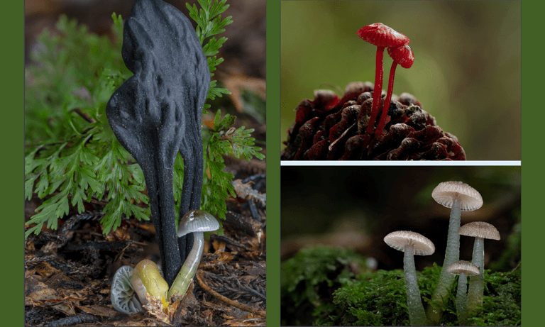 The magic of mushies: an excerpt from Fungi of Aotearoa by Liv Sisson ...