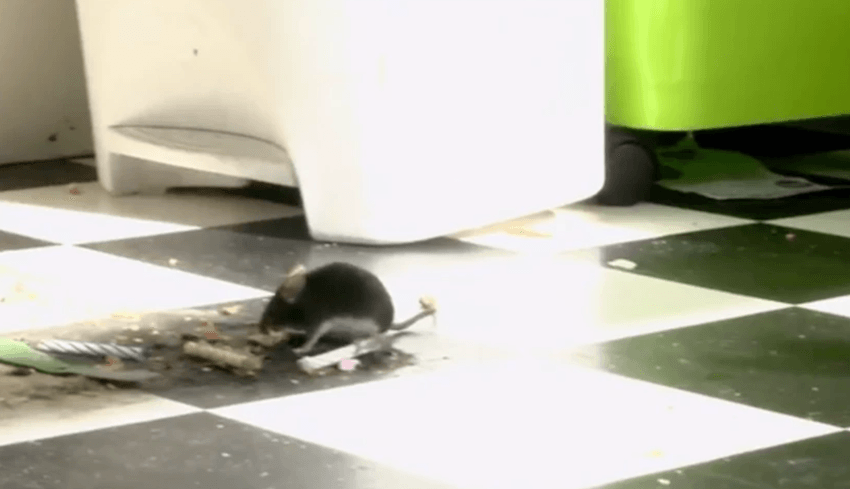 Remember when The Ridges used a stunt mouse? | The Spinoff