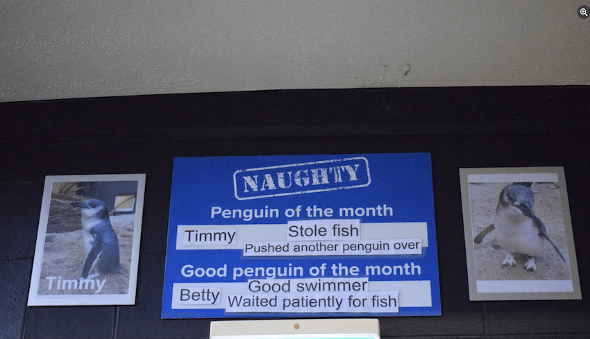 Good penguin, naughty penguin: Inside the incredible drama at the ...
