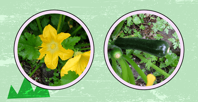 Their house, my garden: How to deal with sick plants | The Spinoff