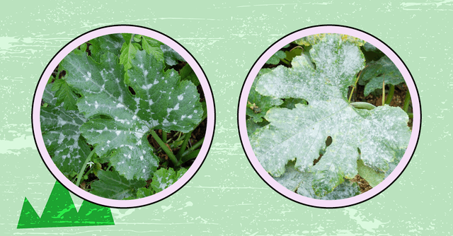 Their house, my garden: How to deal with sick plants | The Spinoff