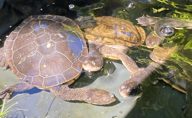 Meet Christchurch’s legendary turtle rescuer | The Spinoff