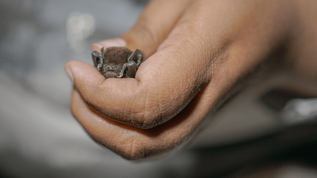 We’re going on a bat hunt | The Spinoff