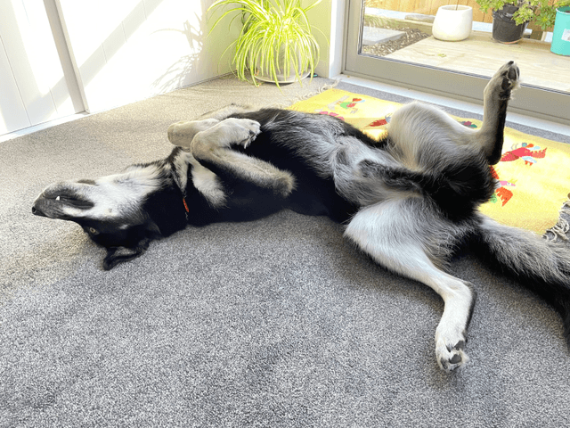 Dog of the month: Bruce, a nepo-puppy who bought his way into the ...