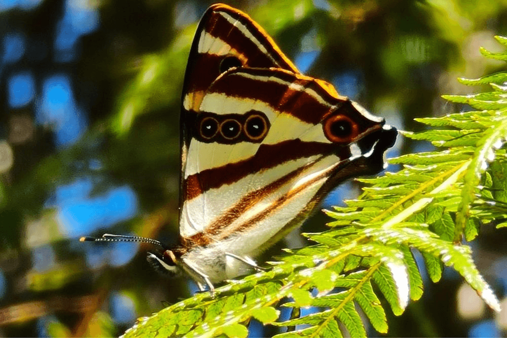 Eight charming bugs who deserve your love | The Spinoff