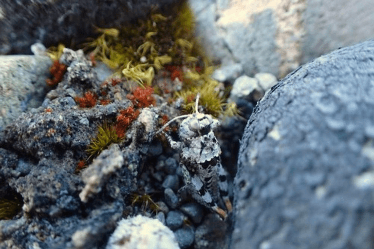Eight charming bugs who deserve your love | The Spinoff