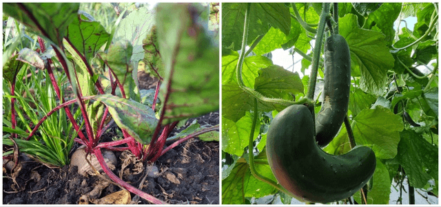 How Wonky Box rescued over two million kilograms of imperfect produce ...
