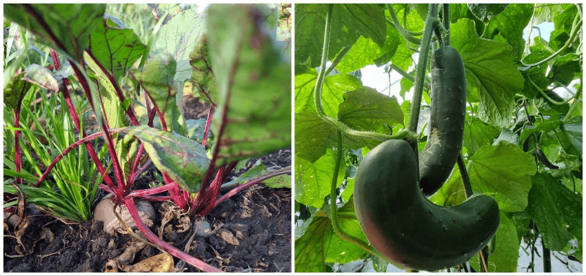 How Wonky Box rescued over two million kilograms of imperfect produce ...