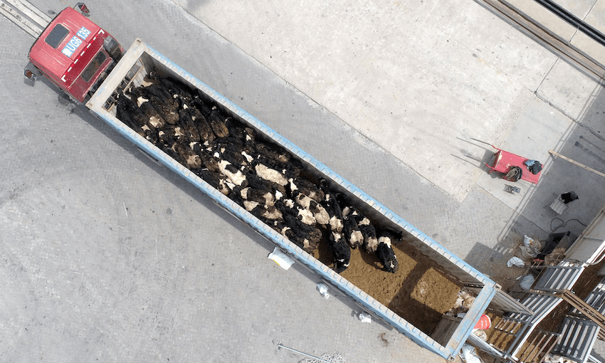 If reversing the ban on live exports is a good idea, why spend $1 ...