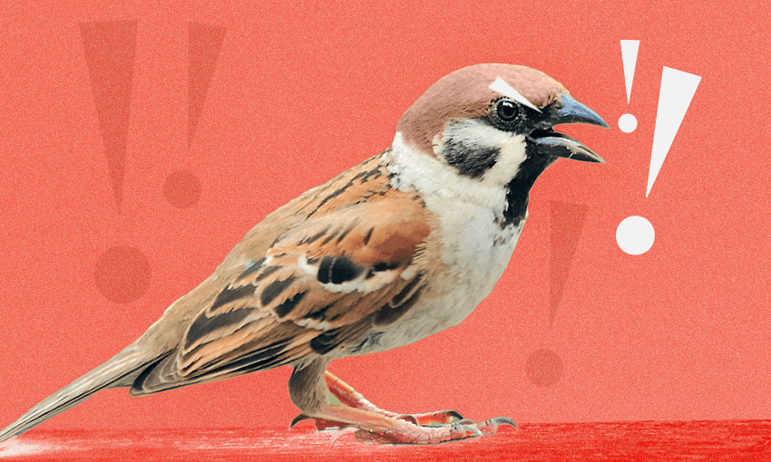 Is poisoning pesky sparrows the right way to get rid of them? | The Spinoff