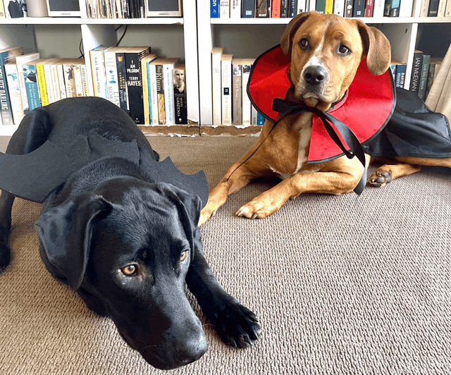 Dog of the month: Coltrane, who gave an Oscar-worthy performance as a ...