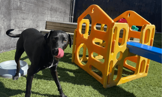 Dog of the month: Coltrane, who gave an Oscar-worthy performance as a ...