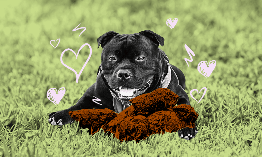 If you love a dog, you must also love disposing of its shit | The Spinoff