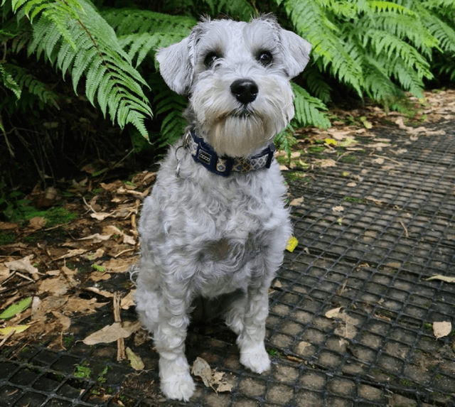 Dog of the month: Scout, who is so independent she could be a cat | The ...