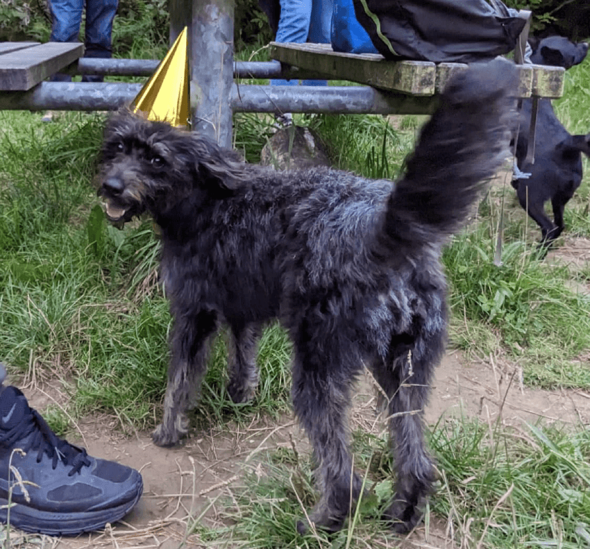 Dog of the month: Babushka, who is notorious in Newtown | The Spinoff