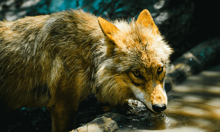 The Spinoff Essay: Following the Swiss wolf, who walked 2,000 ...