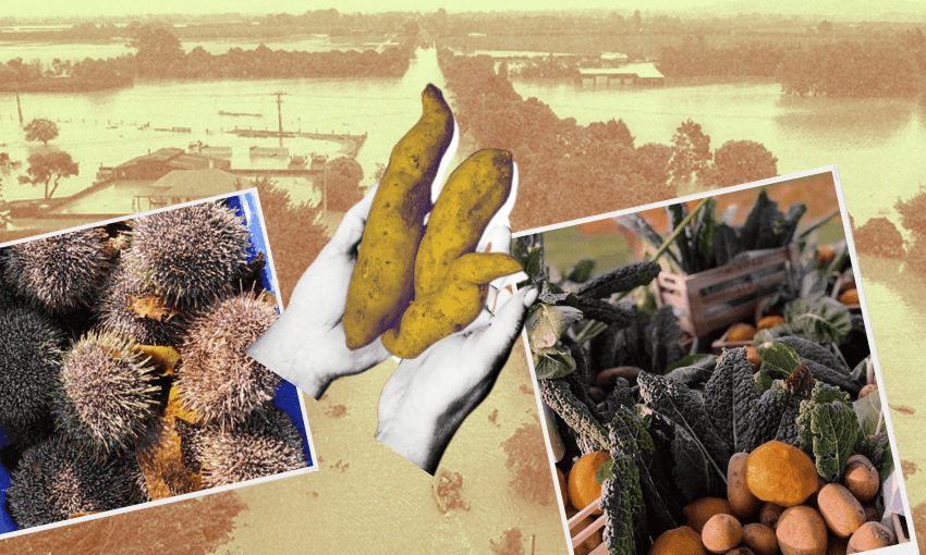 Climate change, community, kai: How extreme weather impacts Māori food ...