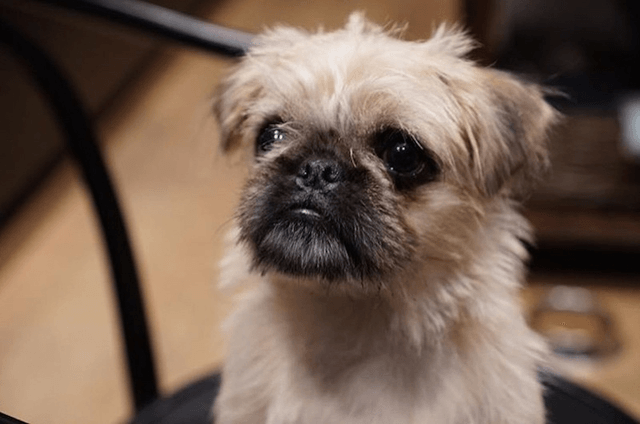 You shouldn’t need to own your home to live with a furry friend | The ...