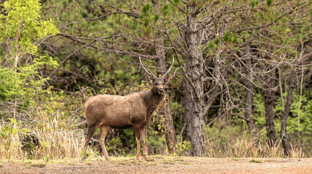 The seven types of deer in New Zealand, ranked by a deer hunter | The ...