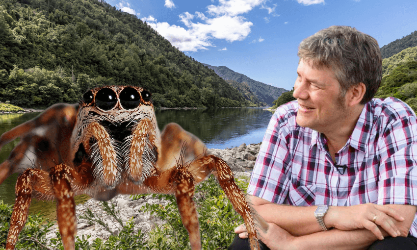 White-tailed spiders: Innocent scapegoat or dangerous super-pest? | The ...