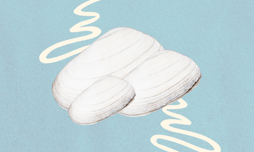 The fight for the toheroa of Te Oneroa-a-Tōhe | The Spinoff