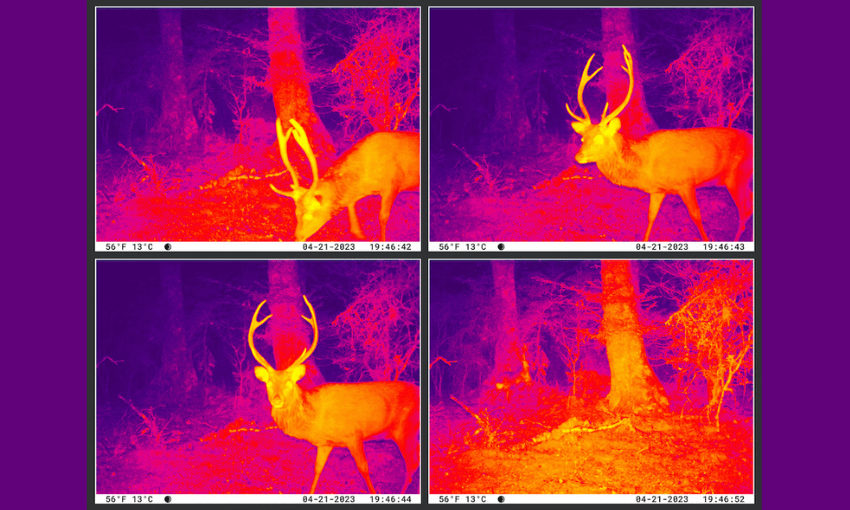 The seven types of deer in New Zealand, ranked by a deer hunter | The ...