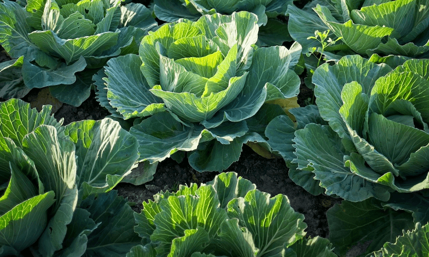 The Friday Poem: ‘cabbage rolls’ by Jiaqiao Liu | The Spinoff