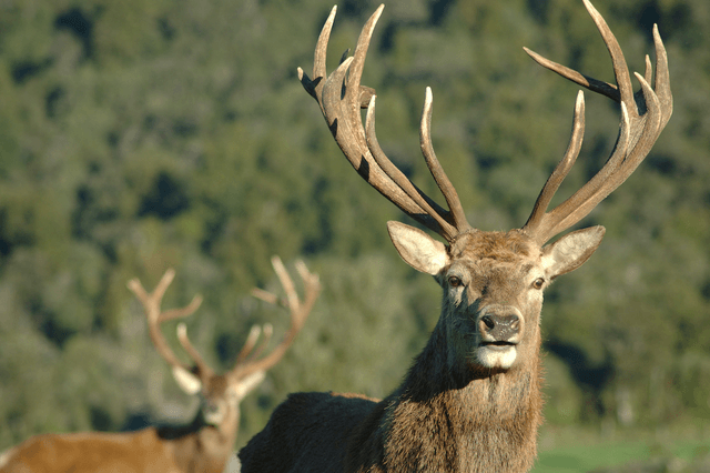 The seven types of deer in New Zealand, ranked by a deer hunter | The ...