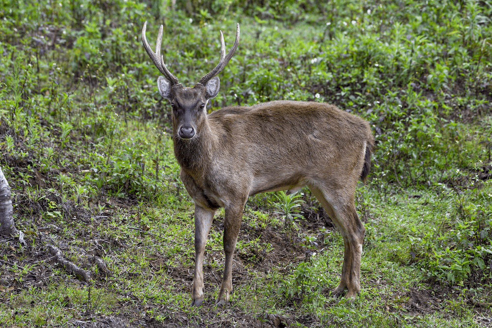 The seven types of deer in New Zealand, ranked by a deer hunter | The ...
