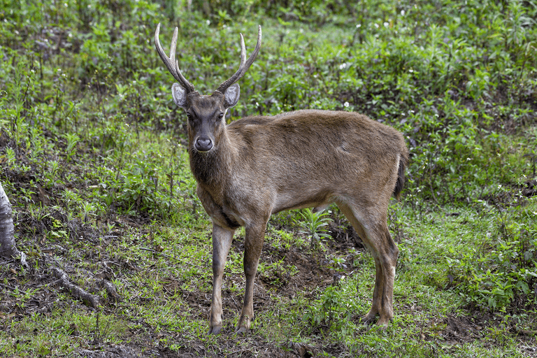 The seven types of deer in New Zealand, ranked by a deer hunter | The ...