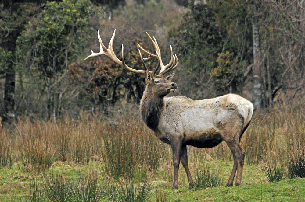 The seven types of deer in New Zealand, ranked by a deer hunter | The ...