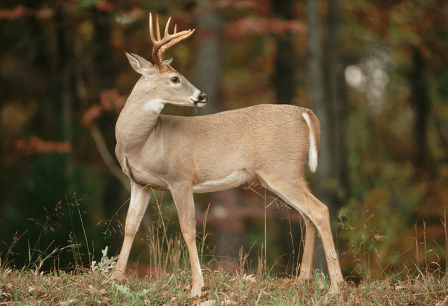 The seven types of deer in New Zealand, ranked by a deer hunter | The ...