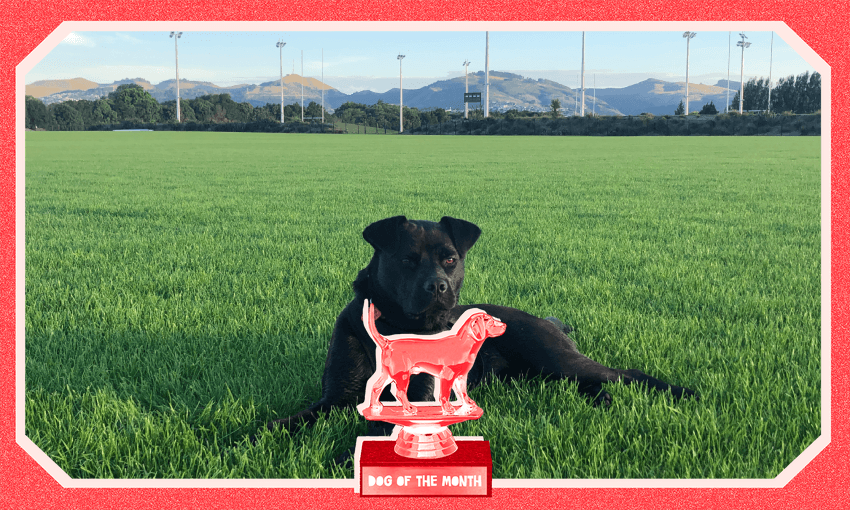 Dog of the month: Georgie, who would like The Spinoff to rank peanut ...